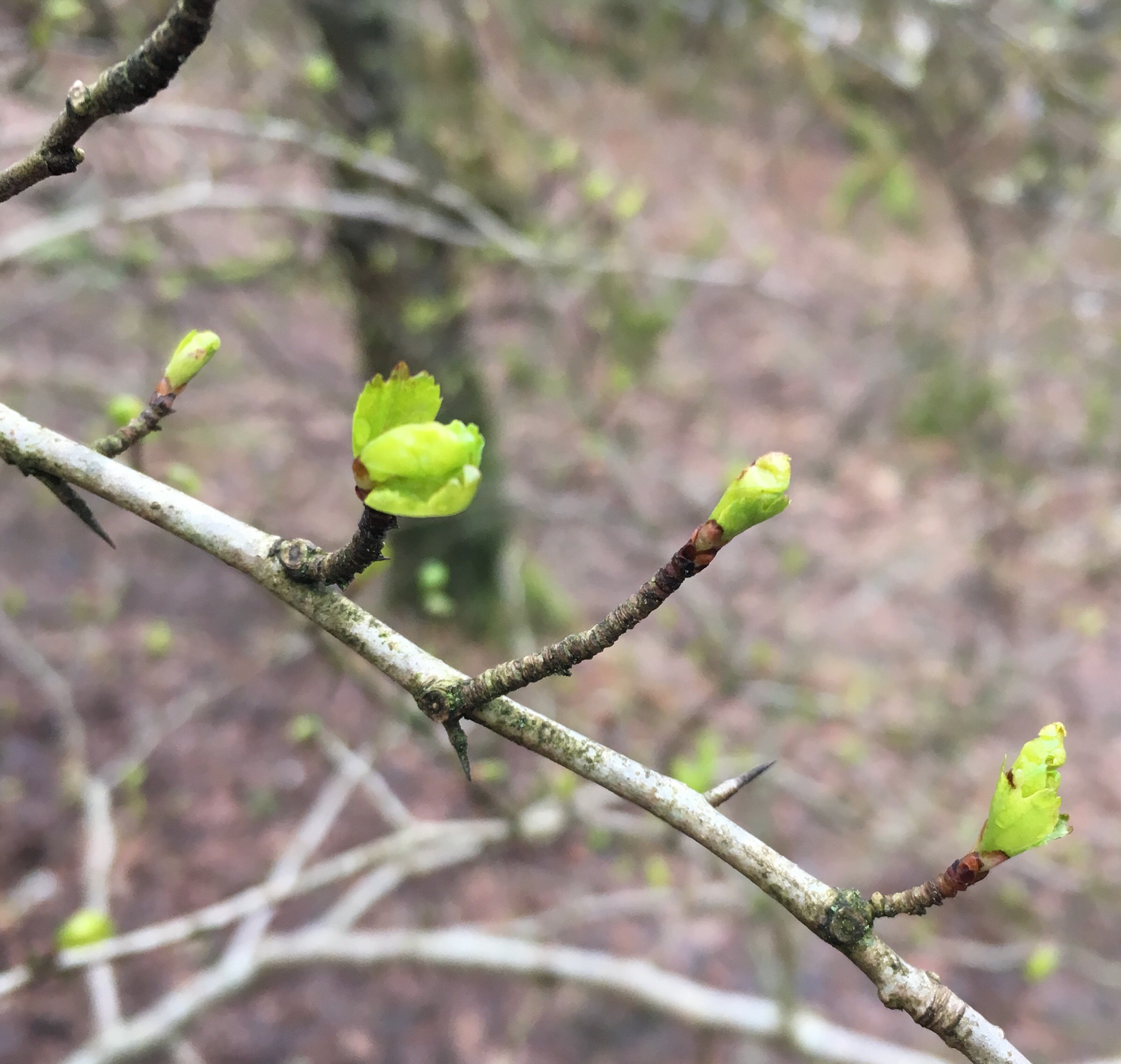 Tree Bud Photo Guide